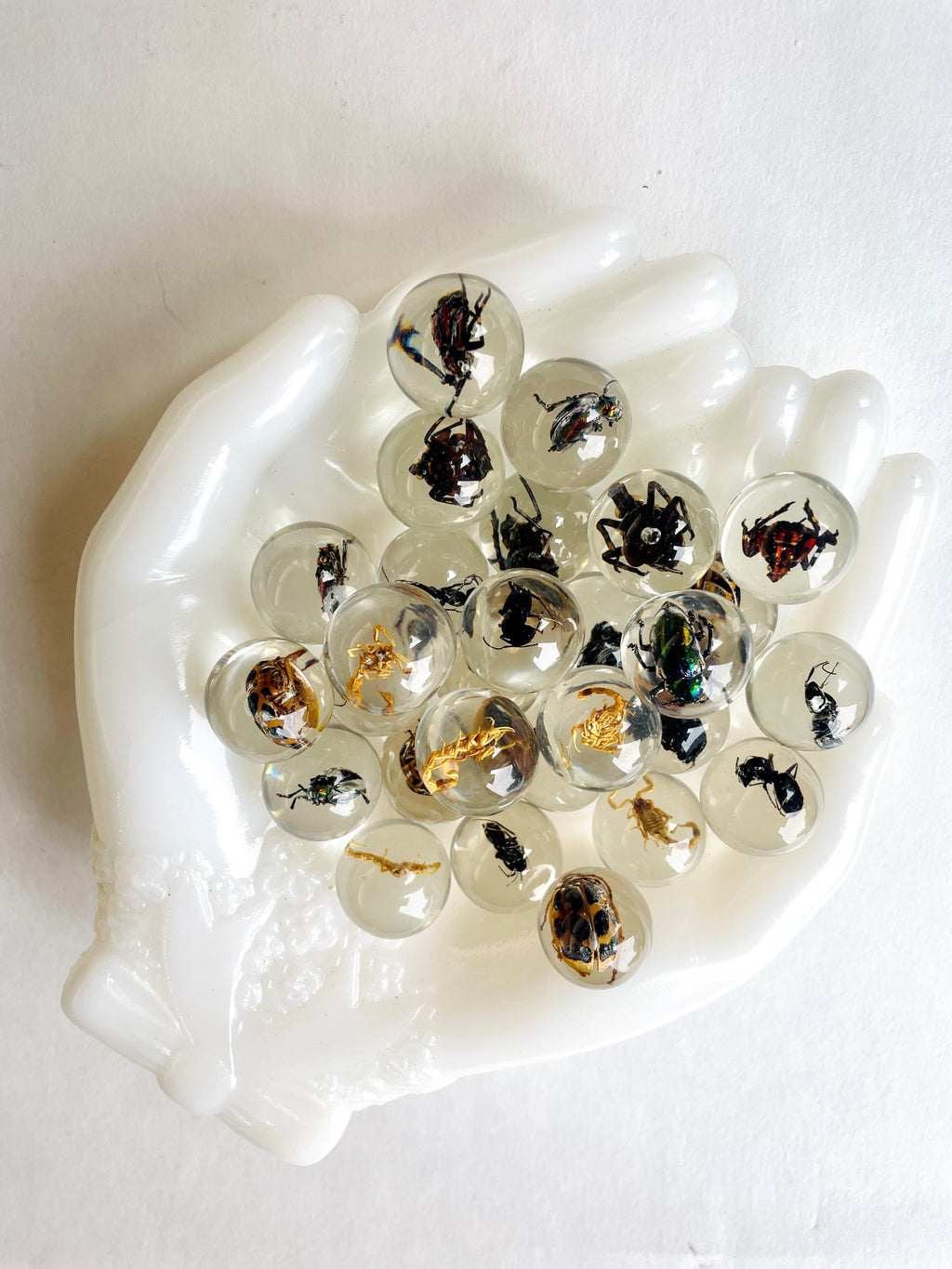 Bug Marble with Real Insect – Indie South